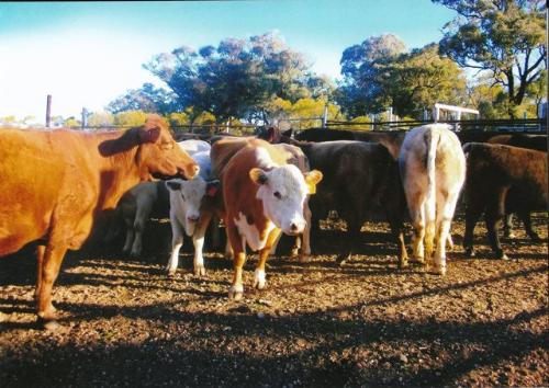 Neilrex NSW - Mixed Farming for Sold - owner.com.au