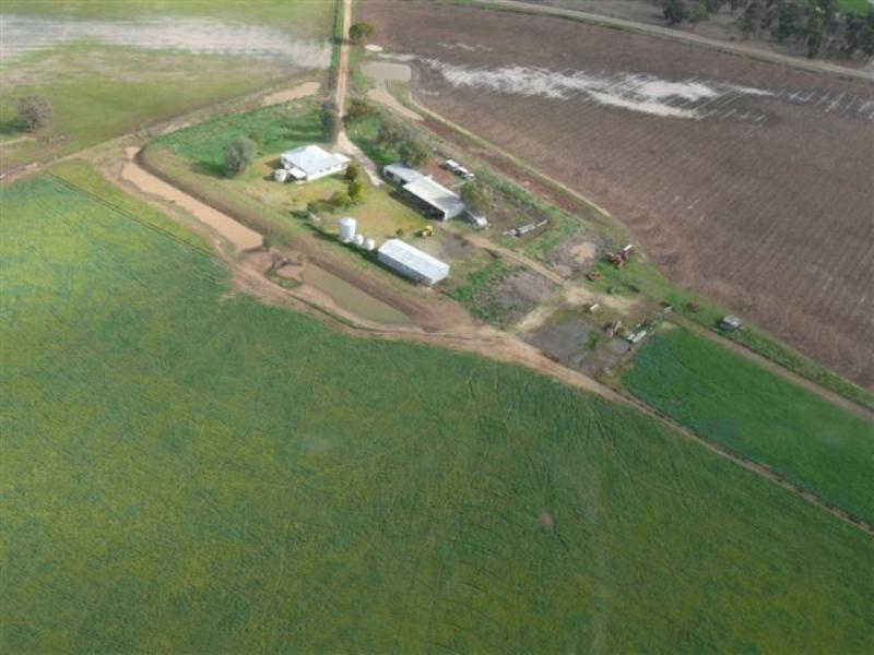 Gunnedah NSW - Livestock for Sold - owner.com.au