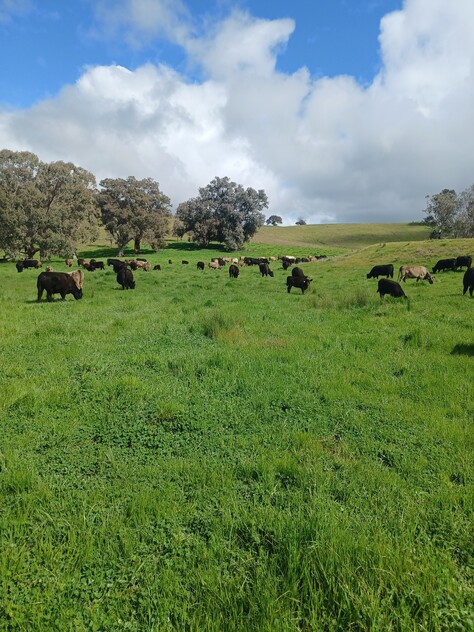 3924 Hume Highway Tarcutta NSW 2652 - NoAgentProperty